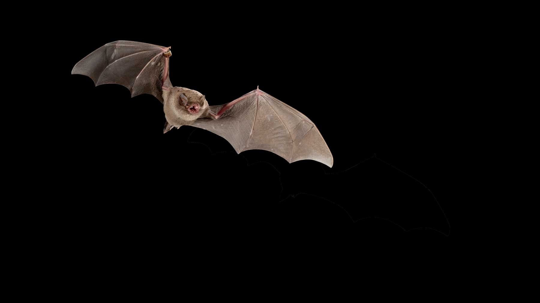 A Single Molecular Change May Help Viruses Jump from Bat to Human | UC ...