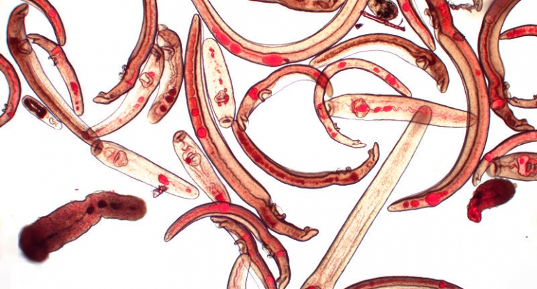 Parasitic Flatworms In Humans